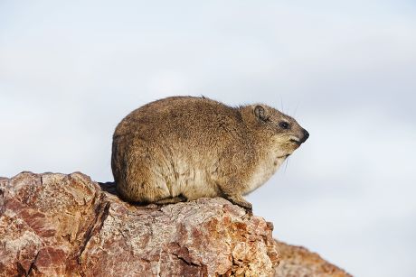 22 Procaviidae Stock Pictures, Editorial Images and Stock Photos ...