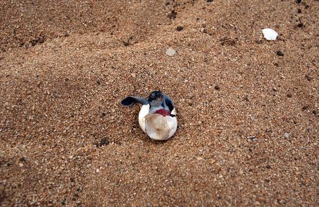 Baby Turtle Breaks Forth Confines Shell Editorial Stock Photo - Stock ...