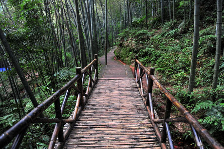 Biggest Original Bamboo Forest Shunan Bamboo Editorial Stock Photo ...