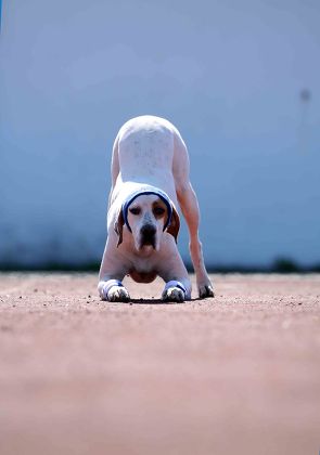Pointer Flo Preparing Run Race Editorial Stock Photo - Stock Image ...