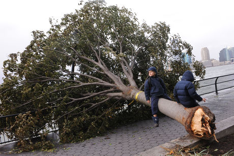 Children Play On Tree Knocked Down Editorial Stock Photo - Stock Image ...