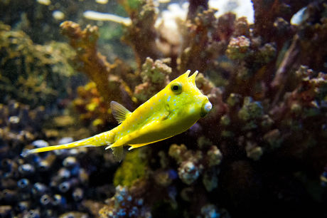 Cow Fish Editorial Stock Photo - Stock Image | Shutterstock