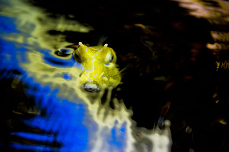Cow Fish Editorial Stock Photo - Stock Image | Shutterstock