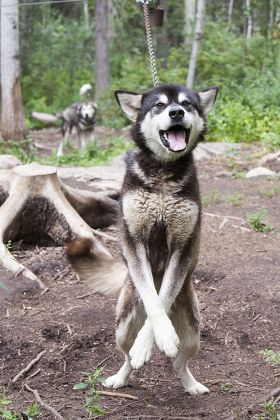 66 Chained dog Stock Pictures, Editorial Images and Stock Photos ...