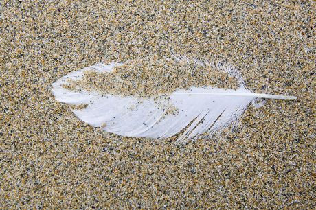 Gull Feather On Beach Cornwall Uk Editorial Stock Photo - Stock Image ...