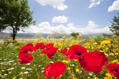 27 Profuse Stock Pictures, Editorial Images and Stock Photos | Shutterstock