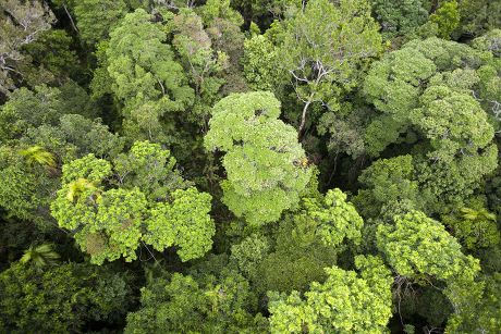 FOREST CANOPY DAINTREE RAINFOREST NORTHERN QUEENSLAND Editorial Stock ...