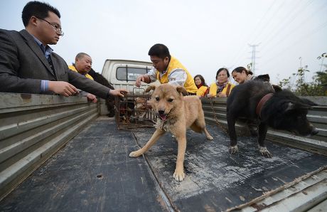 __COUNT__ Animal activists rescue 28 dogs from dog meat supplier in ...