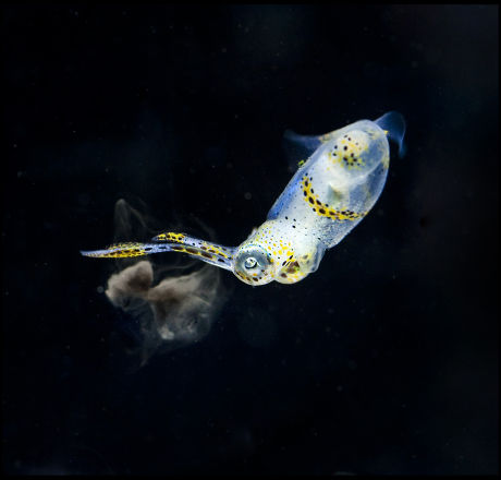 Baby Japanese Bigfin Reef Squid Next Editorial Stock Photo - Stock ...