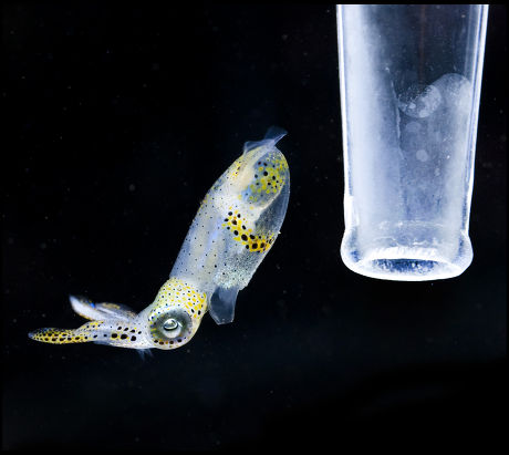 30 Baby squid Stock Pictures, Editorial Images and Stock Photos ...