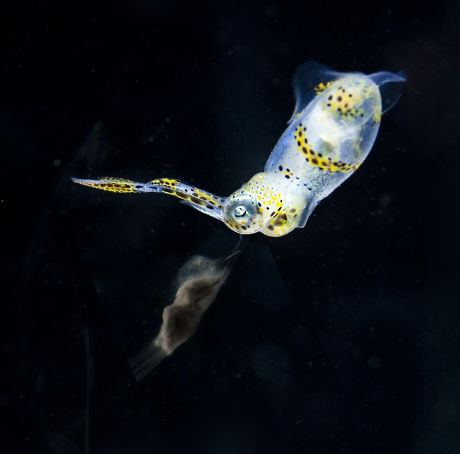 Baby Japanese Bigfin Reef Squid Next Editorial Stock Photo - Stock ...