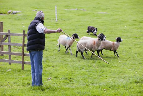 91 Stick farming Stock Pictures, Editorial Images and Stock Photos ...