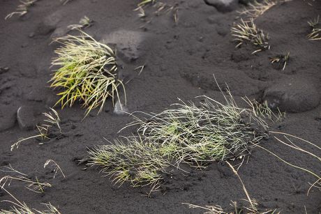 Volcanic Ash Eyjafjallajokull Volcanoe Covering Grass Editorial Stock ...