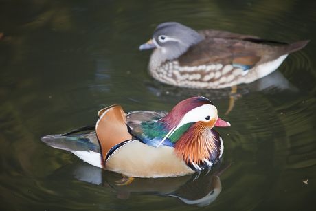 Pair Mandarin Duck Martin Mere Bird Editorial Stock Photo - Stock Image ...