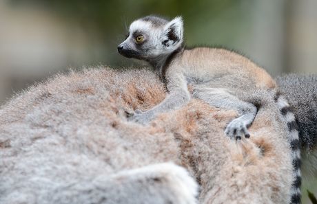 Ringtailed Lemur Babies Editorial Stock Photo - Stock Image | Shutterstock