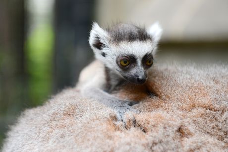 One Ringtailed Lemur Babies Editorial Stock Photo - Stock Image ...