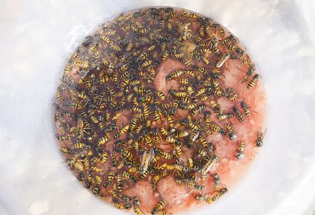 90 Insect trap Stock Pictures, Editorial Images and Stock Photos ...