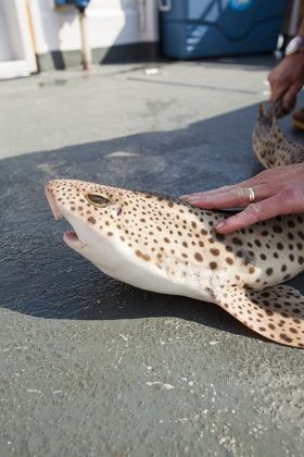19 Lobster shark Stock Pictures, Editorial Images and Stock Photos ...