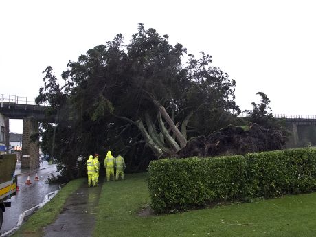 Council Workers Inspect Fallen Tree Editorial Stock Photo - Stock Image ...