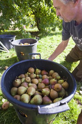 Pears Being Harvested Make Perry Orchard Editorial Stock Photo - Stock ...