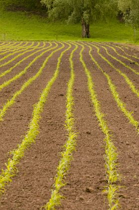 Field Planted Maize Near Tewkesbury Uk Editorial Stock Photo - Stock ...