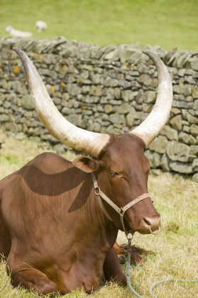 Brahman Bull Peter Jollys Circus Editorial Stock Photo - Stock Image ...