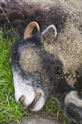 Maggots On Dead Sheep Editorial Stock Photo - Stock Image | Shutterstock