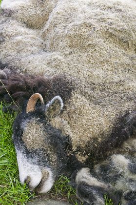Maggots On Dead Sheep Editorial Stock Photo - Stock Image | Shutterstock