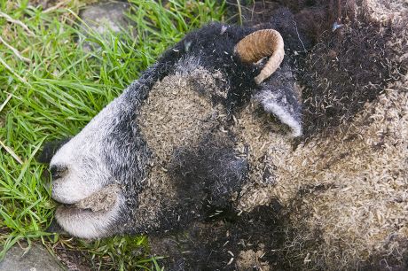 22 Farming maggot Stock Pictures, Editorial Images and Stock Photos ...