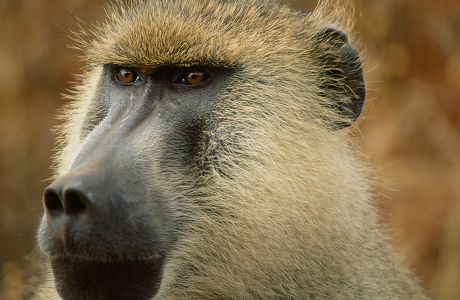 Male Baboon Kenya Editorial Stock Photo - Stock Image | Shutterstock