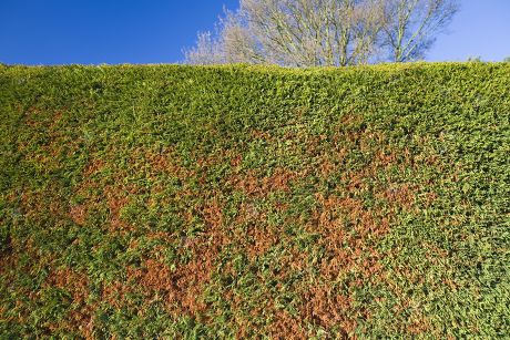 Garden Hedge Dying Off Editorial Stock Photo - Stock Image | Shutterstock