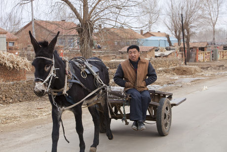 87 Donkey drawn cart Stock Pictures, Editorial Images and Stock Photos ...