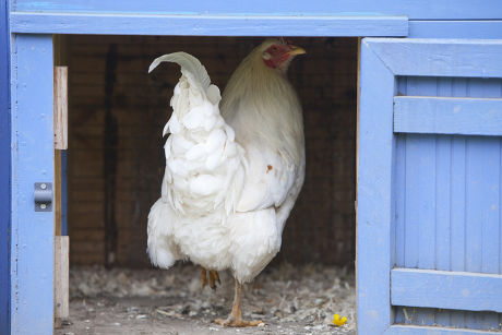 32 Chicken coup Stock Pictures, Editorial Images and Stock Photos ...