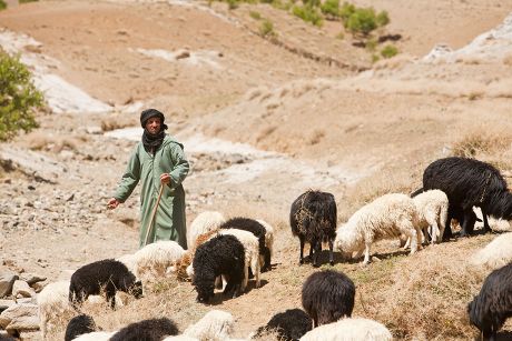 7 Arab shepherd man Stock Pictures, Editorial Images and Stock Photos ...