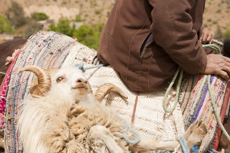 Mule Loaded His Owner Berber Arab Editorial Stock Photo - Stock Image ...