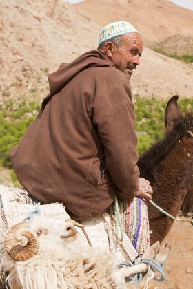 Mule Loaded His Owner Berber Arab Editorial Stock Photo - Stock Image ...