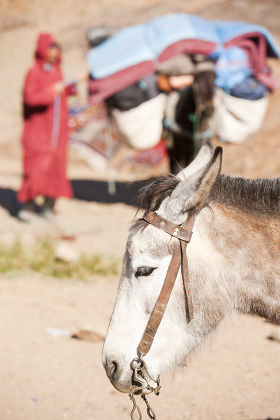 Mule Loaded Down Trekking Gear Jebel Editorial Stock Photo - Stock ...