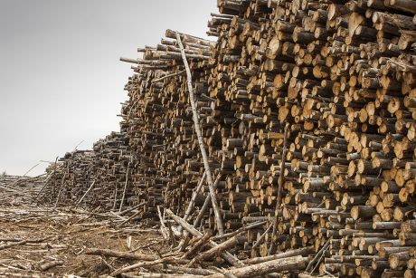 81 Fell timber trees Stock Pictures, Editorial Images and Stock Photos ...