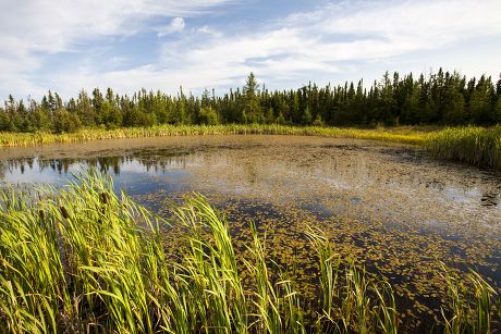 6 Muskeg Stock Pictures, Editorial Images and Stock Photos | Shutterstock