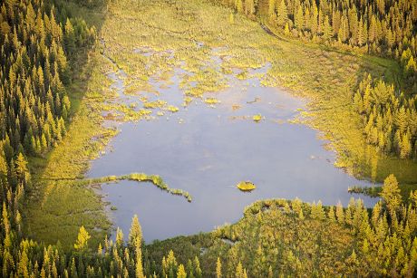 Boreal Forest Muskeg Northern Alberta Canada Editorial Stock Photo ...