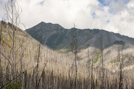 Boreal Forest Burnt By Mount Shanks Editorial Stock Photo - Stock Image ...