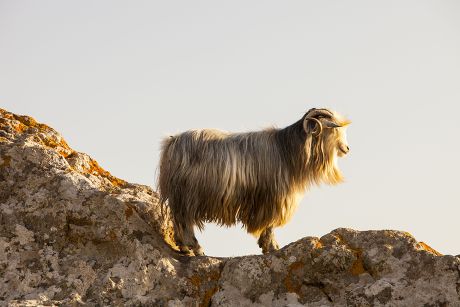 Mountain Goat On Castle Rocks Myrina Editorial Stock Photo - Stock ...