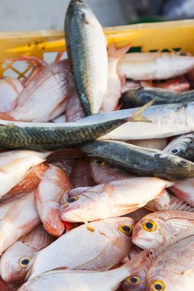 Sustainably Caught Fish On Traditional Greek Editorial Stock Photo ...