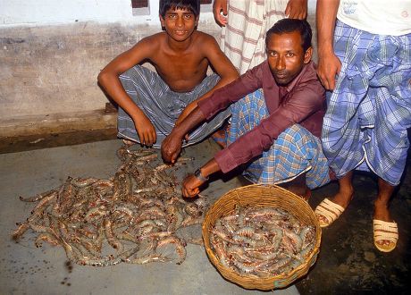 Grading Prawns Khulna Bangladesh Editorial Stock Photo - Stock Image ...