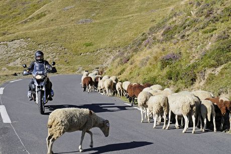 Motorcyclist Driving On Road Sheep Col Editorial Stock Photo - Stock ...