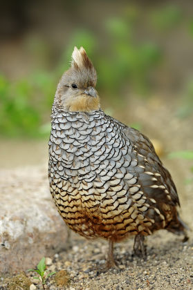 Scaled Quail Blue Quail Cottontop Callipepla Editorial Stock Photo ...