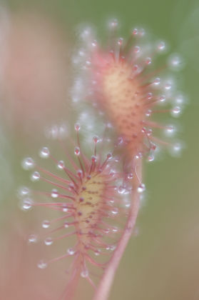 Oblongleaved Sundew Spoonleaf Sundew Drosera Intermedia Editorial Stock ...