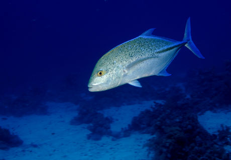 7 Bluefin kingfish Stock Pictures, Editorial Images and Stock Photos ...