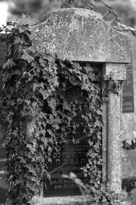 Headstone Overgrown Ivy Third Jewish Cemetery Editorial Stock Photo ...