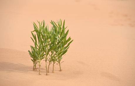 Life Desert Rabbitbrush Chrysotamnus Sp Coral Editorial Stock Photo ...